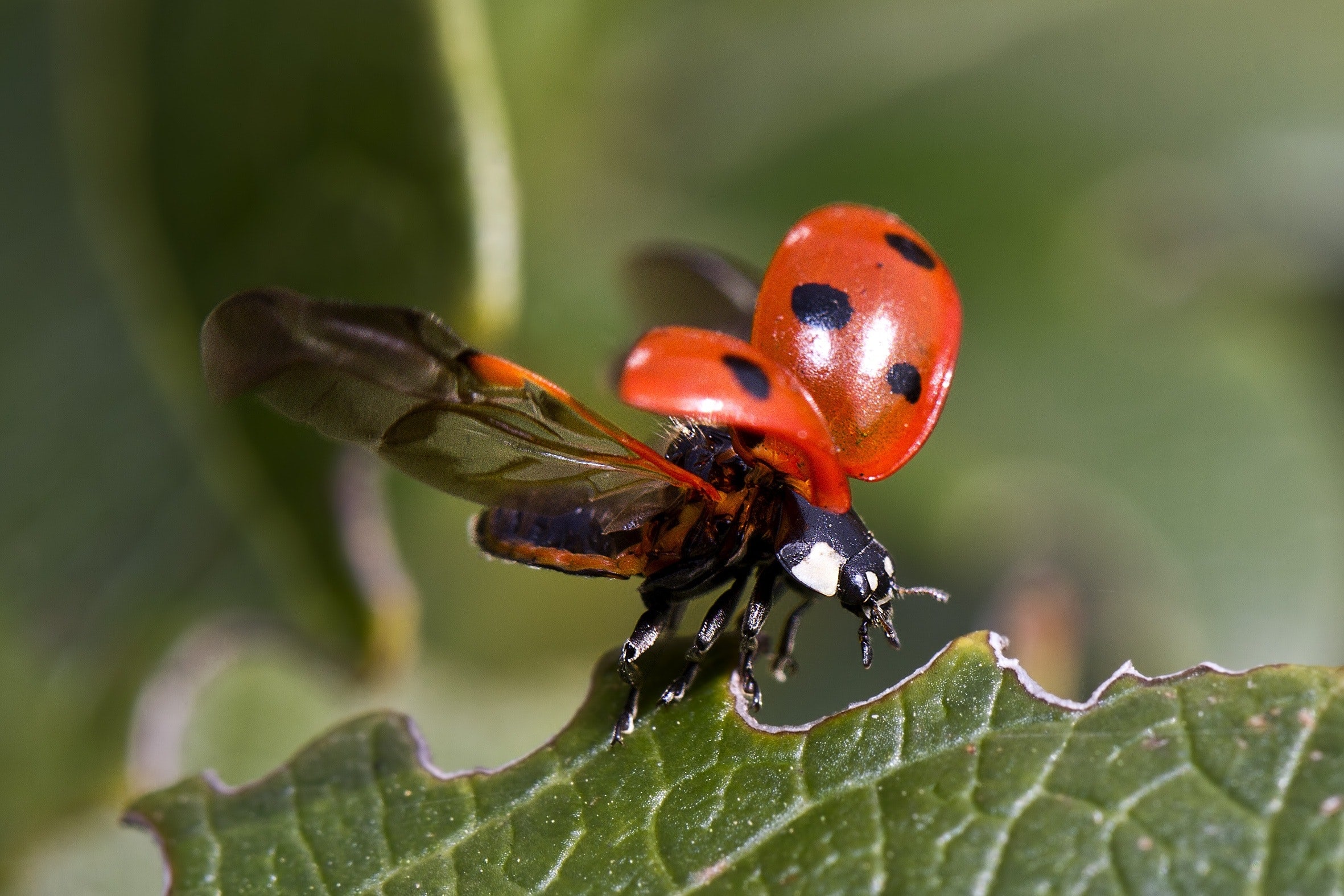 beetle-insect-ladybird-36485 – GarlicSpace